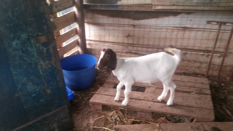 Cabri de race boer - Autres animaux Martinique • Cyphoma
