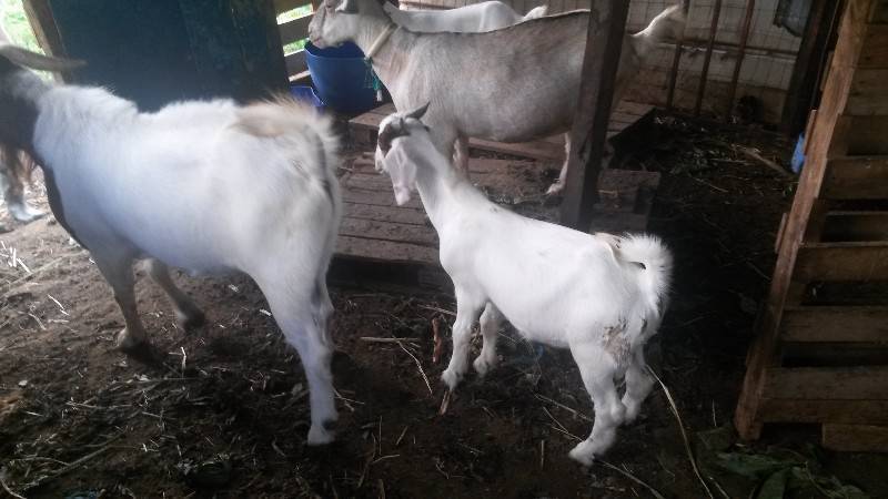 Cabri de race boer - Autres animaux Martinique • Cyphoma