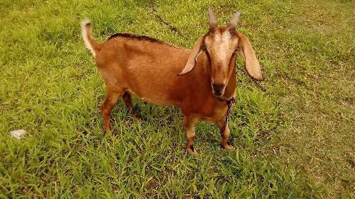 femelle cabri créole anglo - Annonce - Autres animaux Guadeloupe