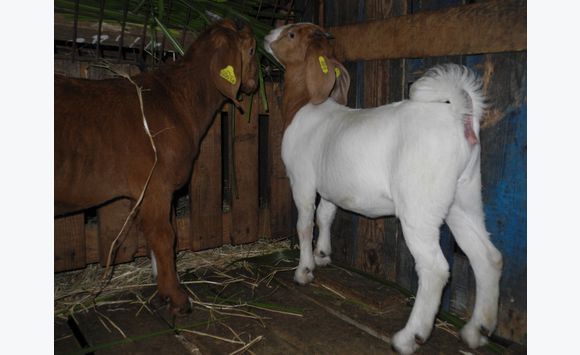 Cabrit croisée - Autres animaux Martinique • Cyphoma